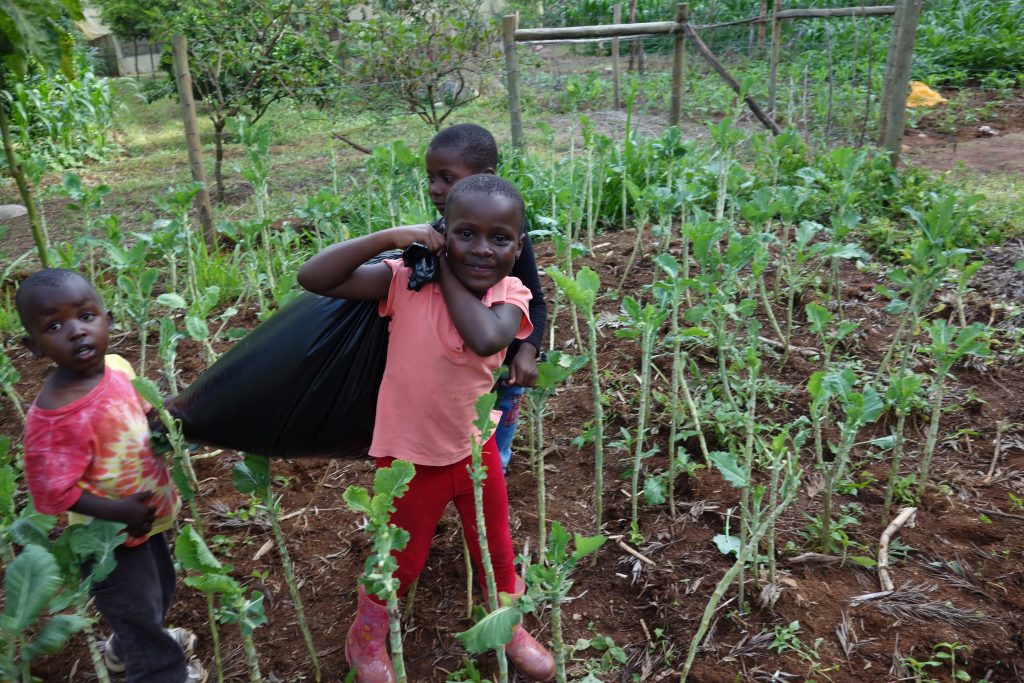 Gift: Fruit Tree Sapling - Children with Hope